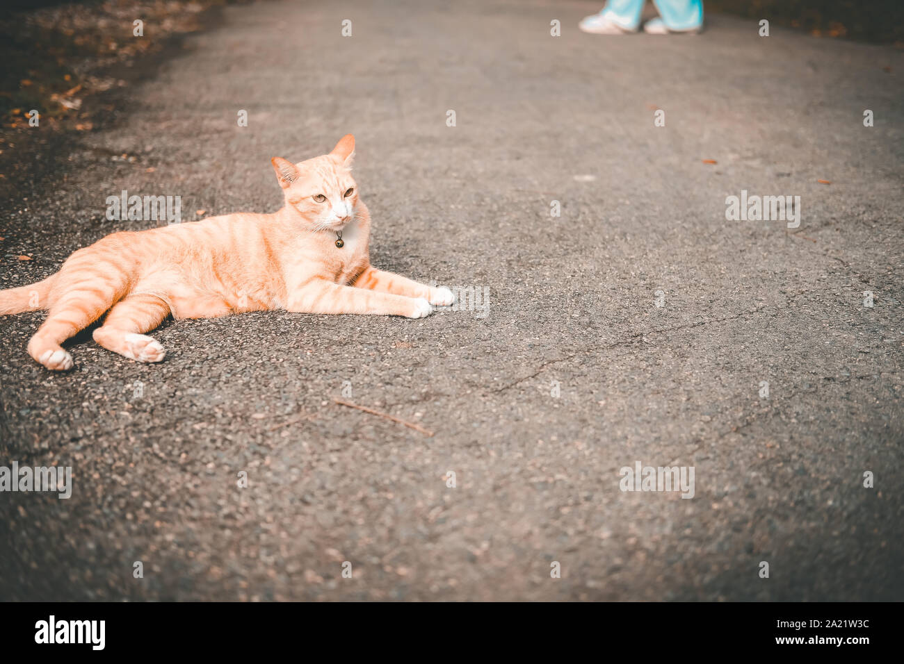 orange cat tabby feline lying resting relaxing on floor Stock Photo - Alamy