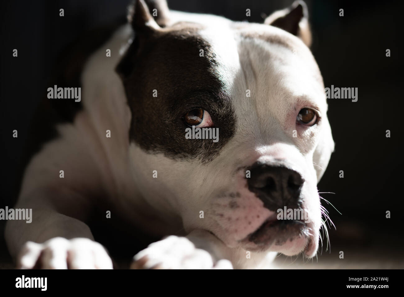 Old staffordshire bull terrier hi-res stock photography and images - Alamy