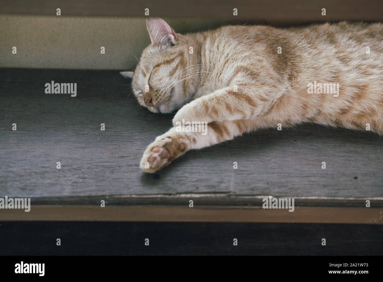 orange cat tabby feline lying resting relaxing on table Stock Photo - Alamy