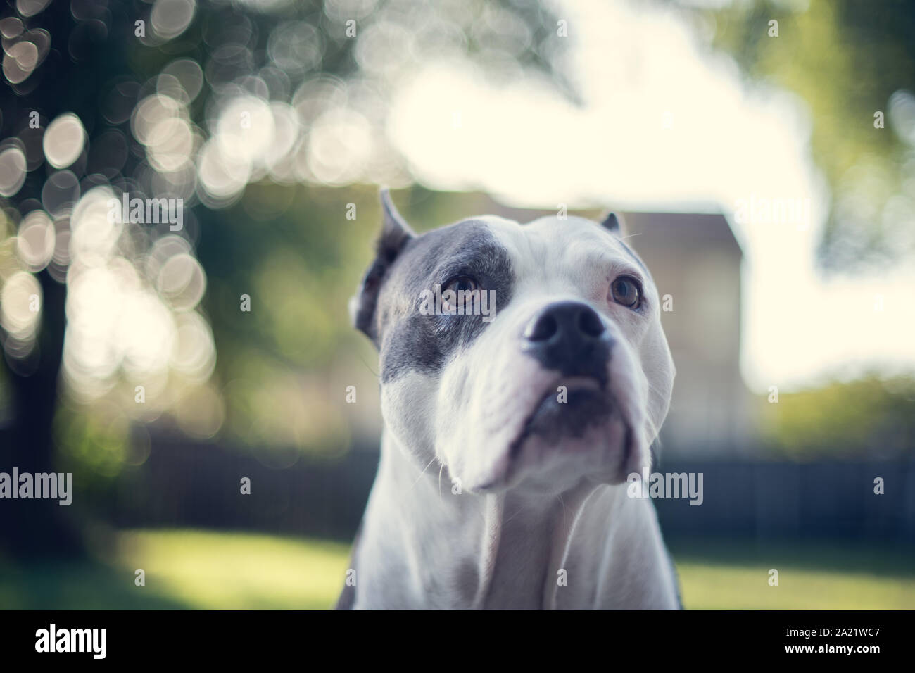 Old staffordshire bull terrier hi-res stock photography and images - Alamy