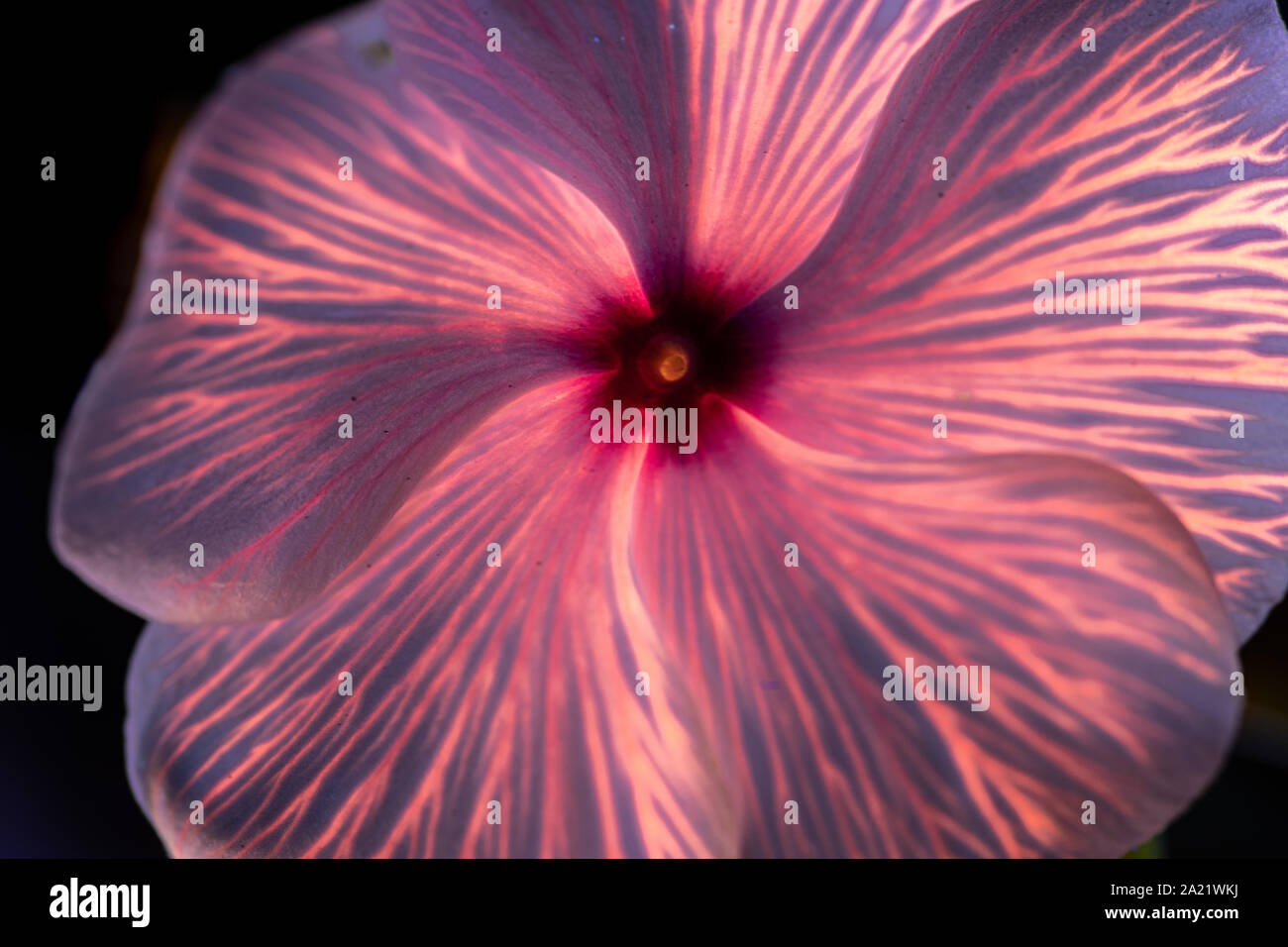 Ultraviolet fluorescence photography of a vinca periwinkle flower that ...