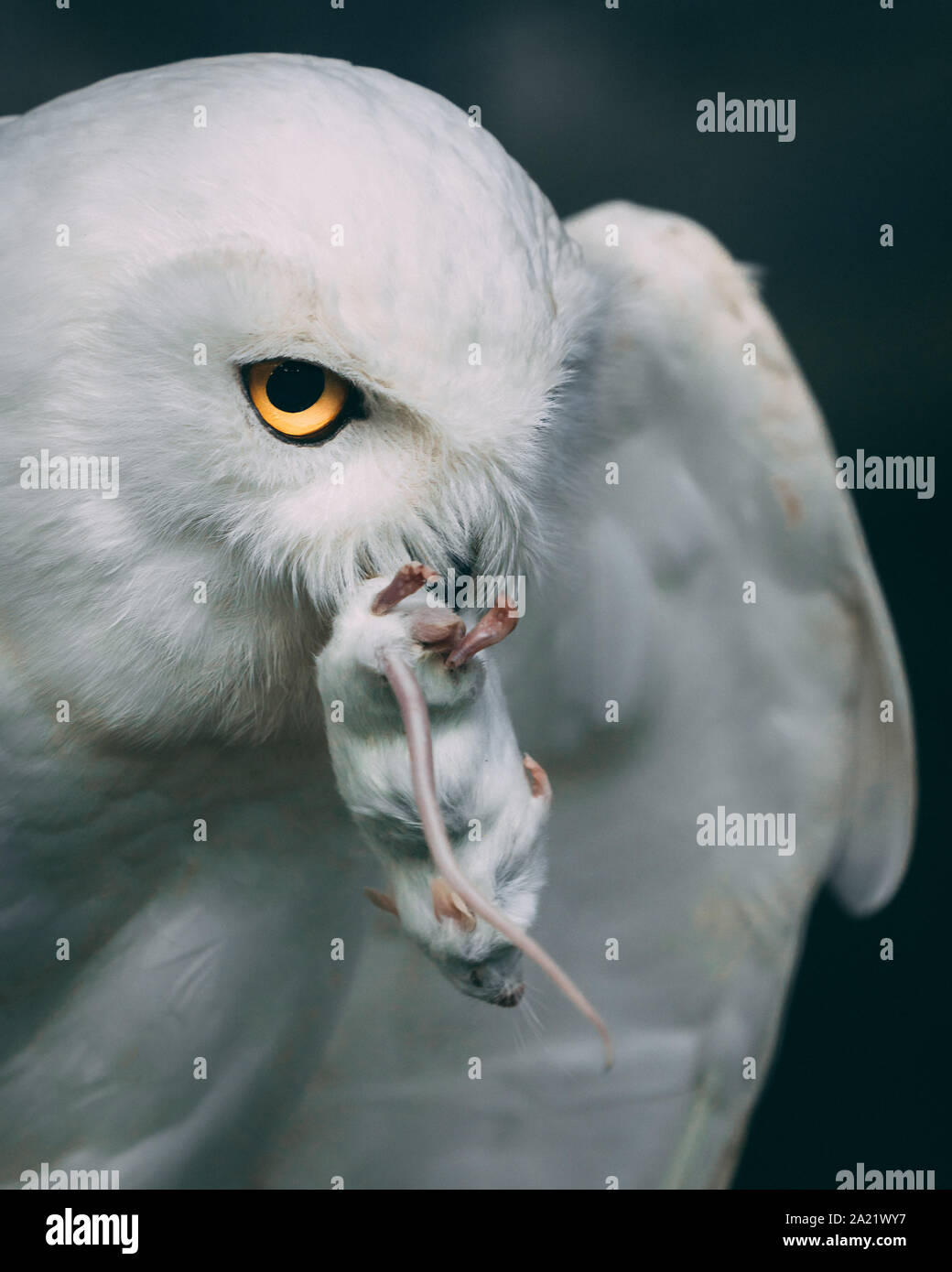 snow owl predator mouse prey Stock Photo - Alamy