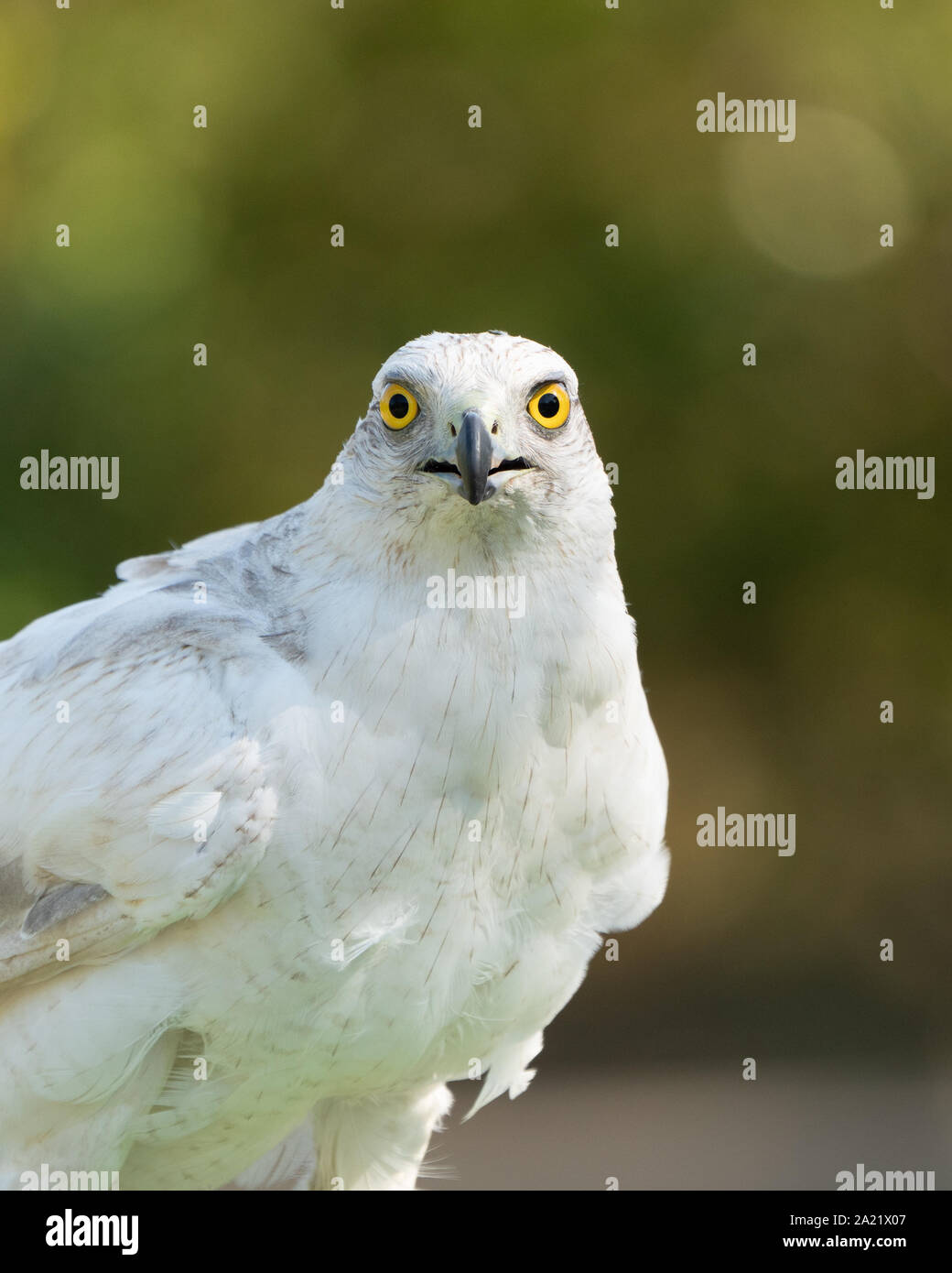 predator bird portrait eagle Stock Photo - Alamy