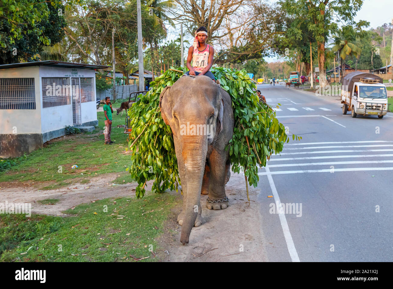 Elephant carrying load hi-res stock photography and images - Alamy