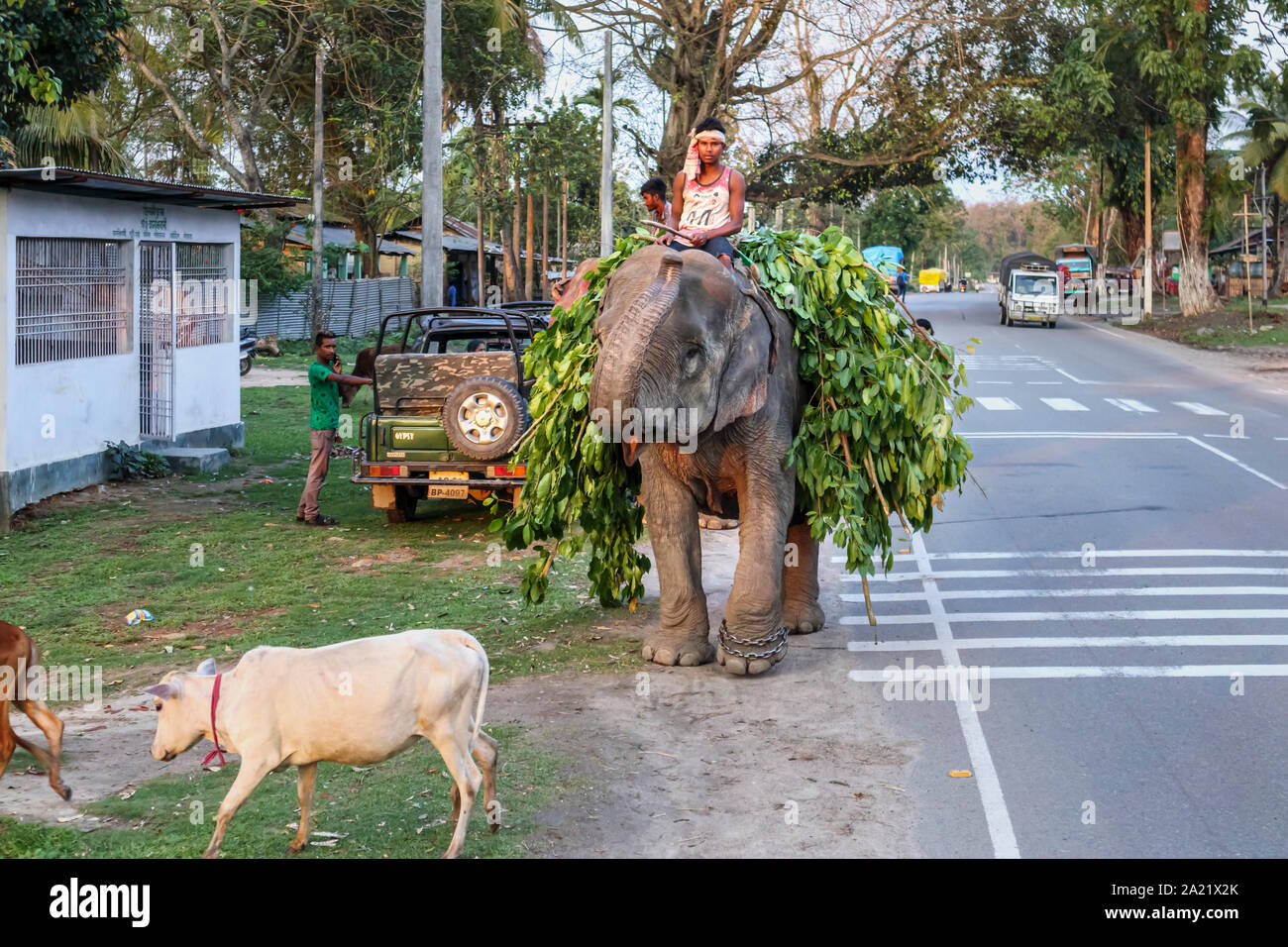 Street scene in Kaziranga, Assam, India: a working Indian Elephant with ...