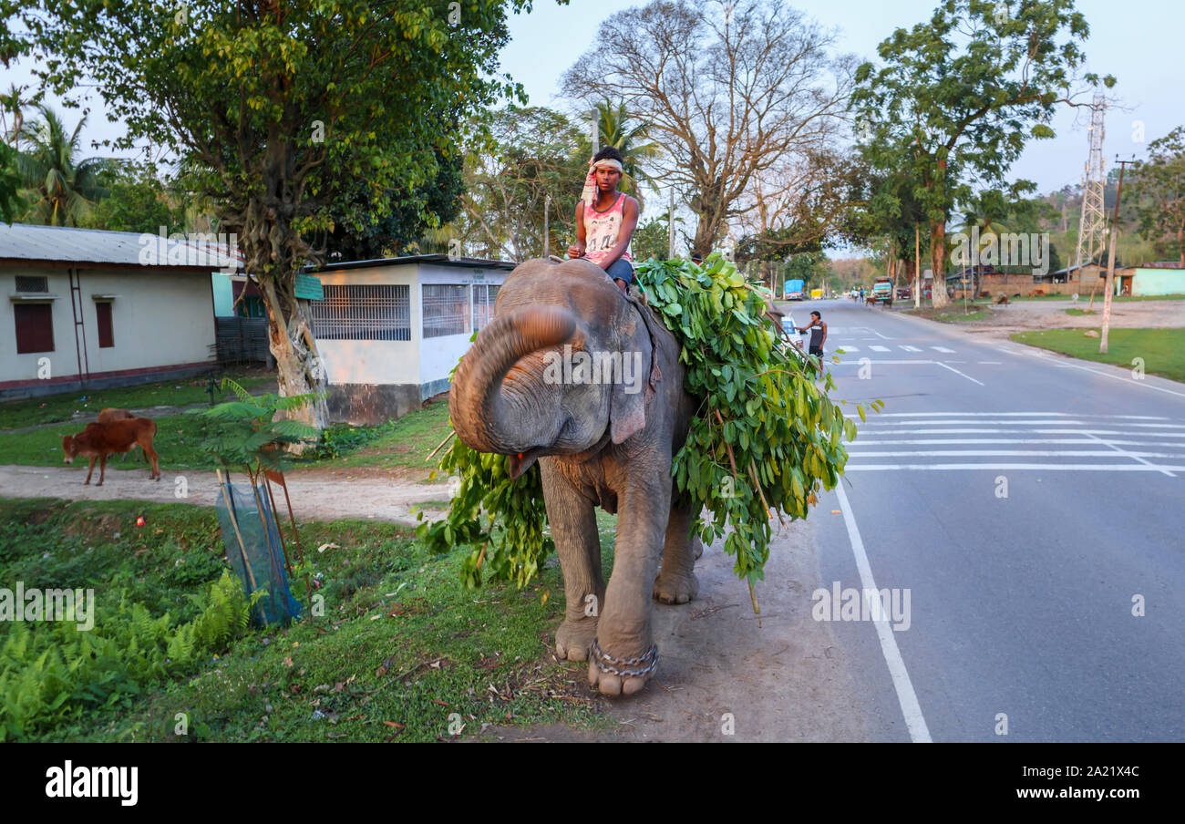 Man riding an elephant carrying a load hi-res stock photography and ...