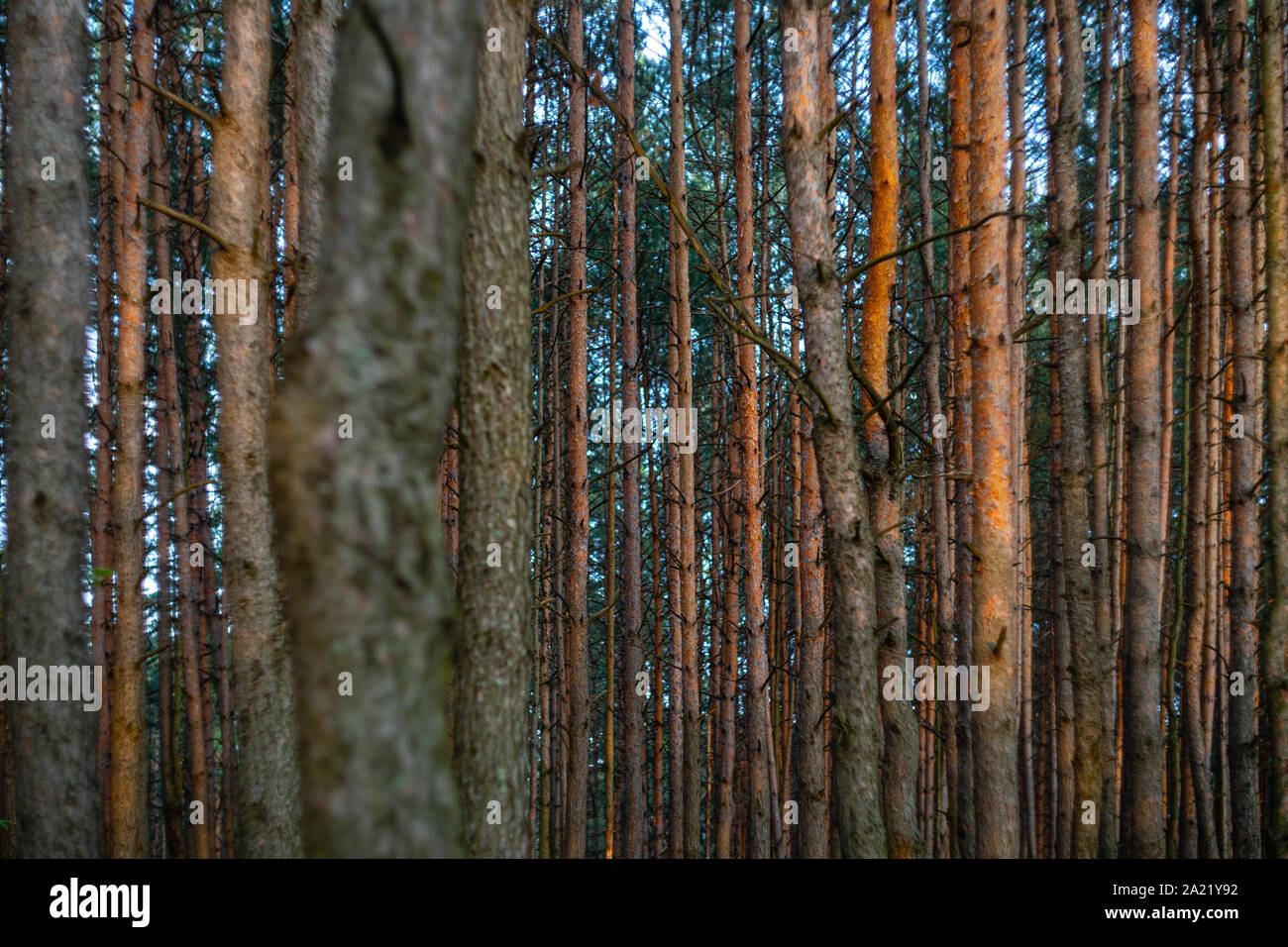 Pine tree trunks. Pine forest background Stock Photo - Alamy