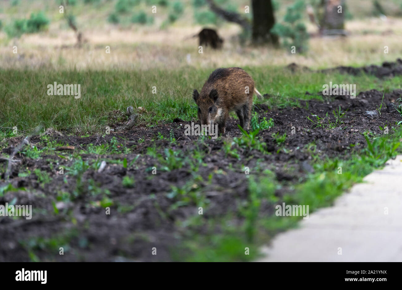 Pig natural habitat hi-res stock photography and images - Alamy