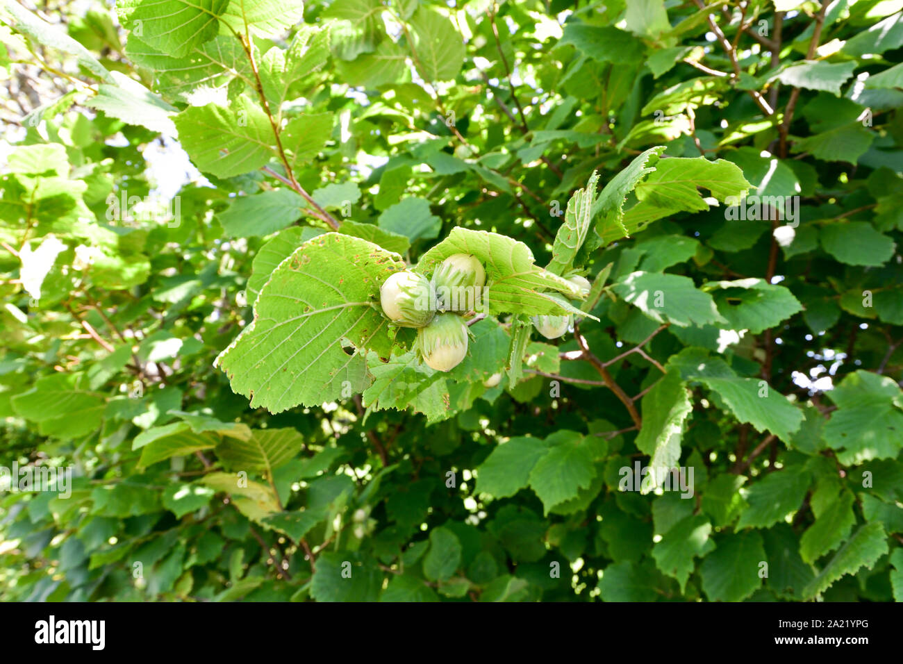 Green hazelnuts are growing on the tree Stock Photo - Alamy