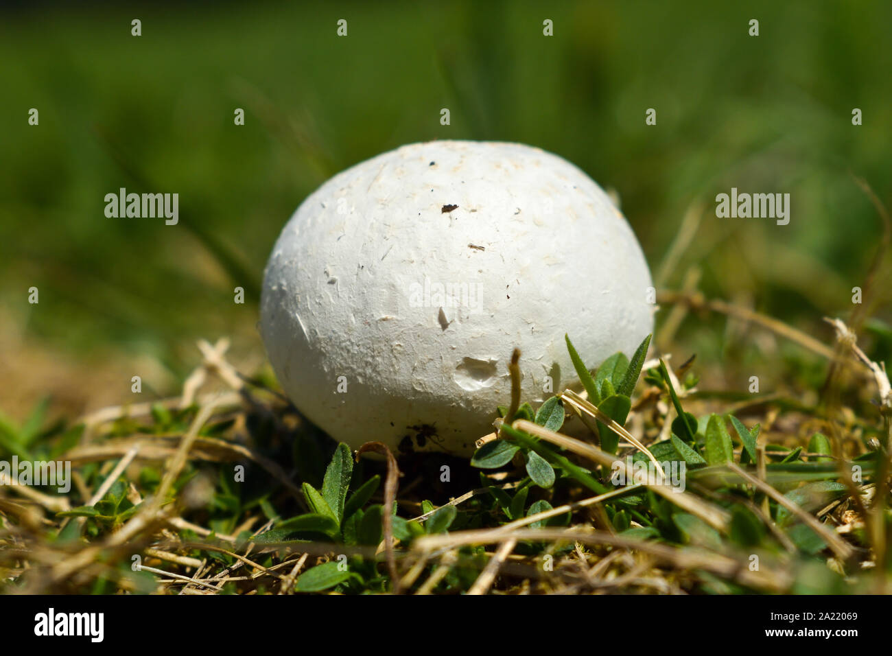 White giant puffball fungus (Calvatia gigantea) growing in grassland ...
