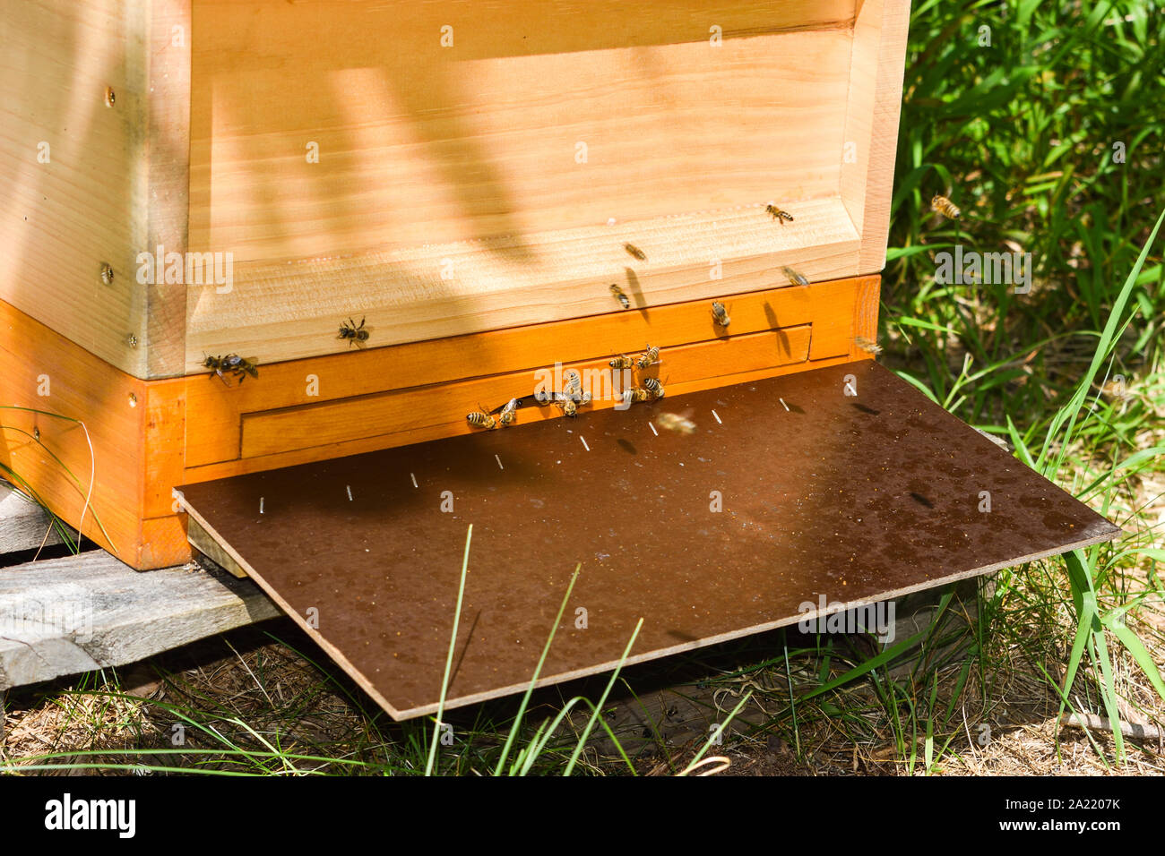 Bees hive entrance hi-res stock photography and images - Alamy