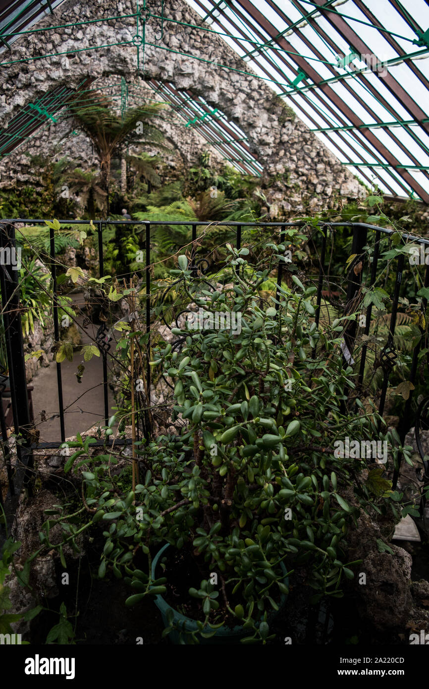 Viewing Platform inside the Victorian Fernery glasshouse situated in ...