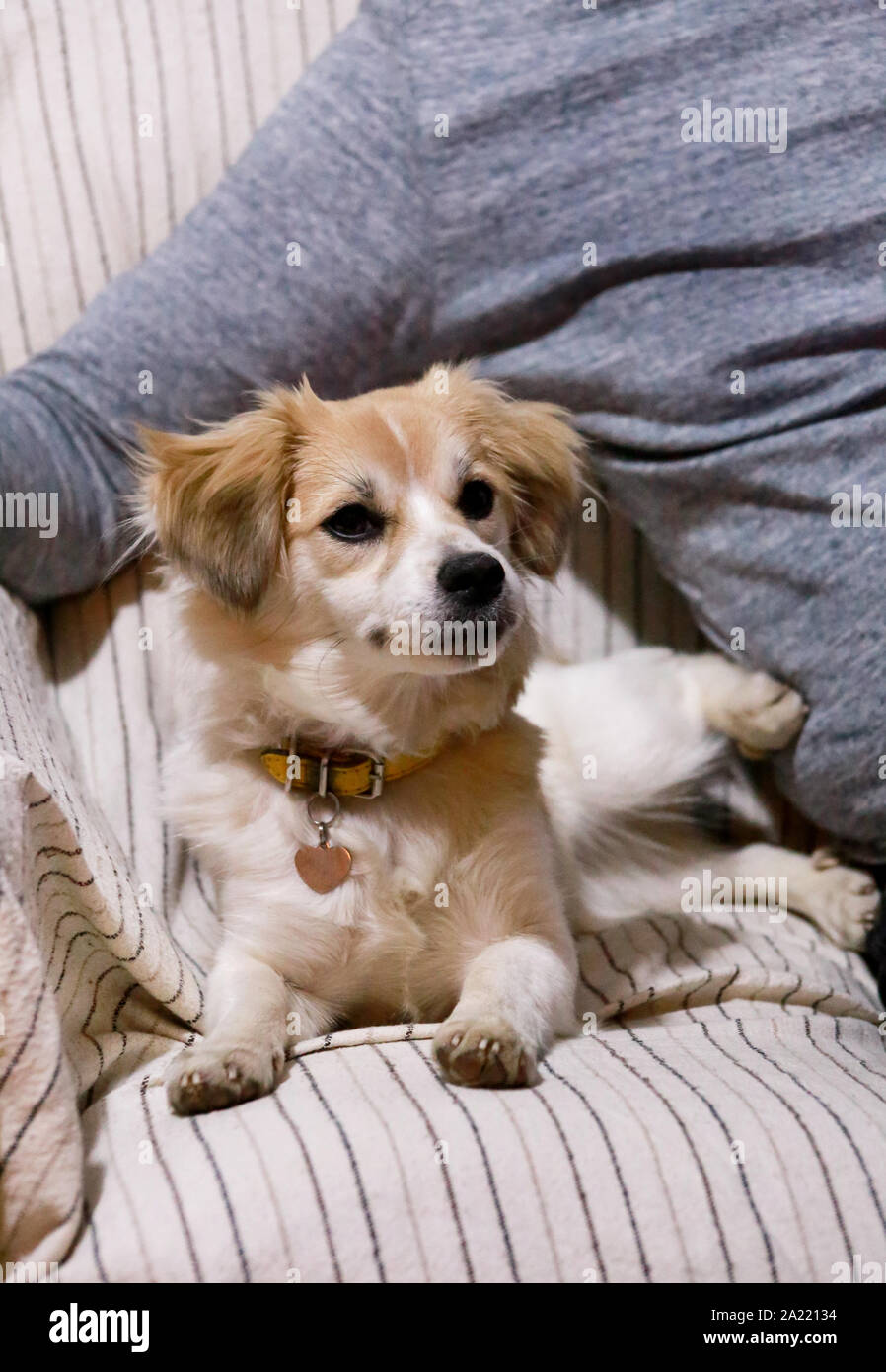 Cute Small Dog Mix Breeds