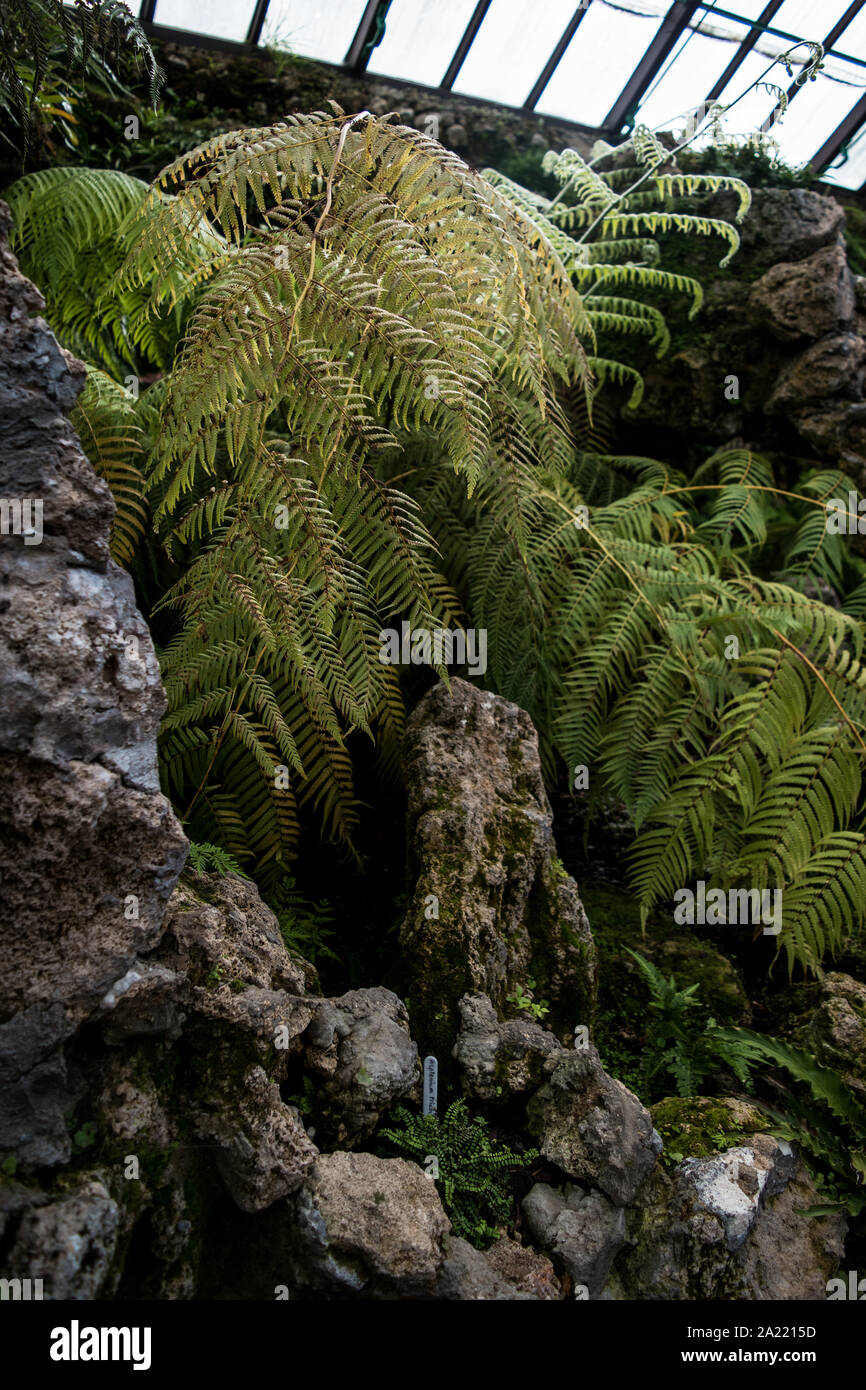 Fernery hi-res stock photography and images - Alamy