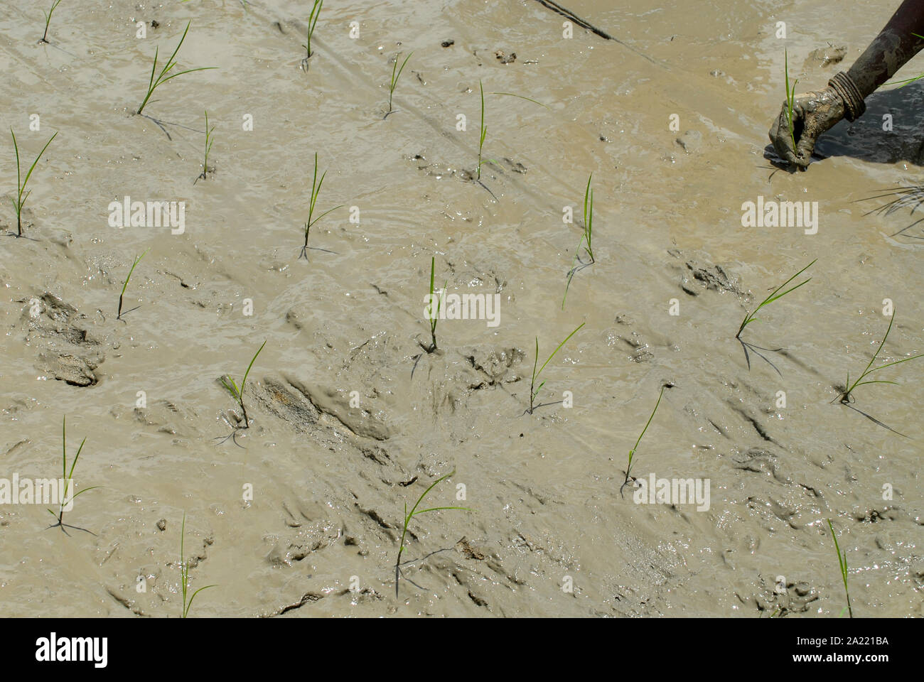 Intensive subsistence farming hi-res stock photography and images - Alamy