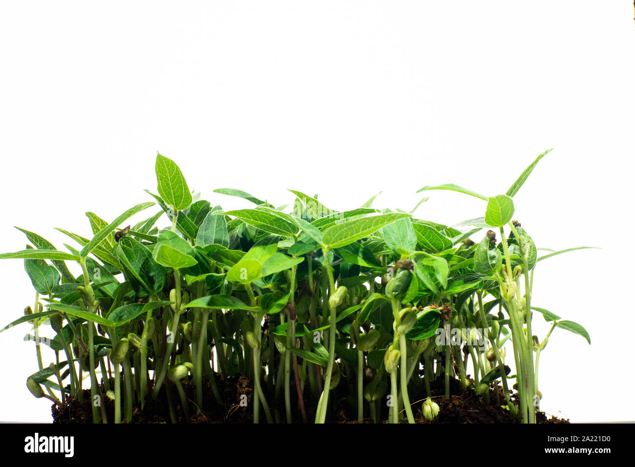 Legume shoots. Mung beans sprouting Stock Photo - Alamy
