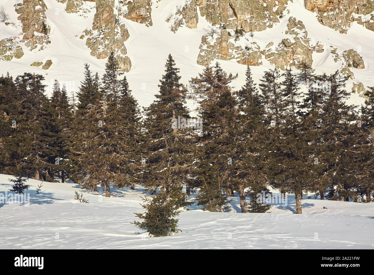 scenic winter landscape in the forest with mountains and fir trees ...