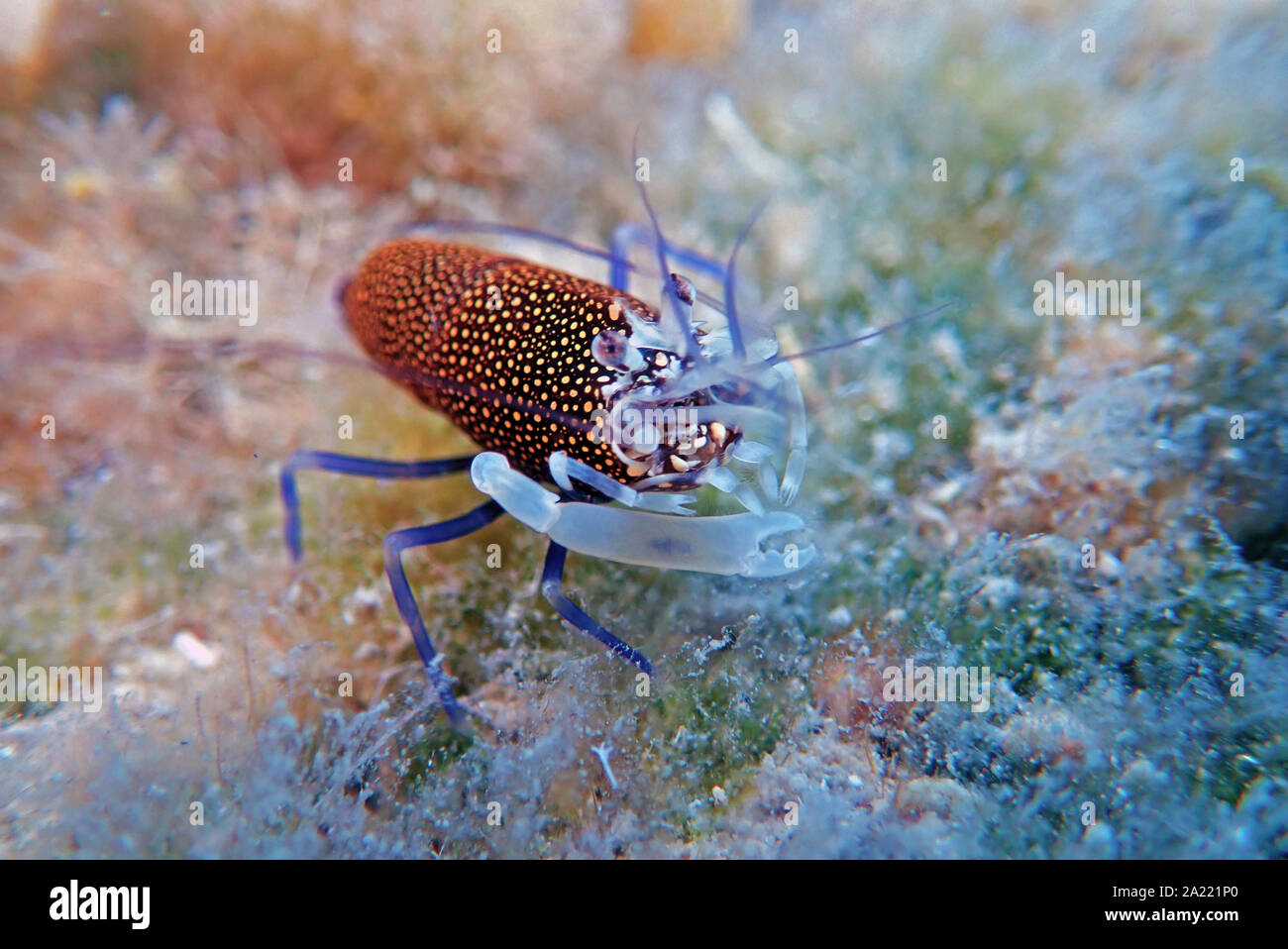 Spotted bumble bee shrimp hi-res stock photography and images - Alamy