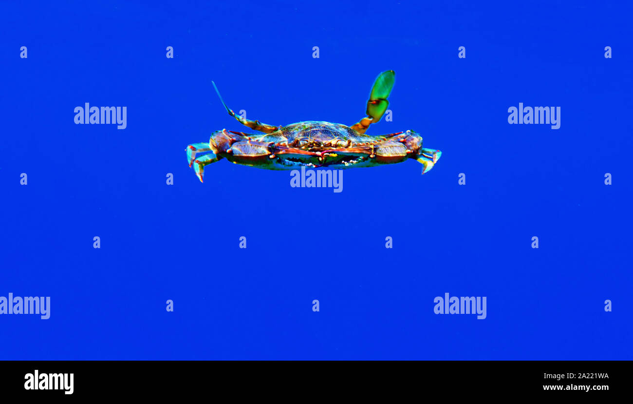 The blue crab - (Callinectes sapidus Stock Photo - Alamy