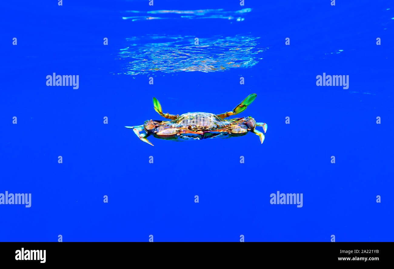 The blue crab - (Callinectes sapidus Stock Photo - Alamy