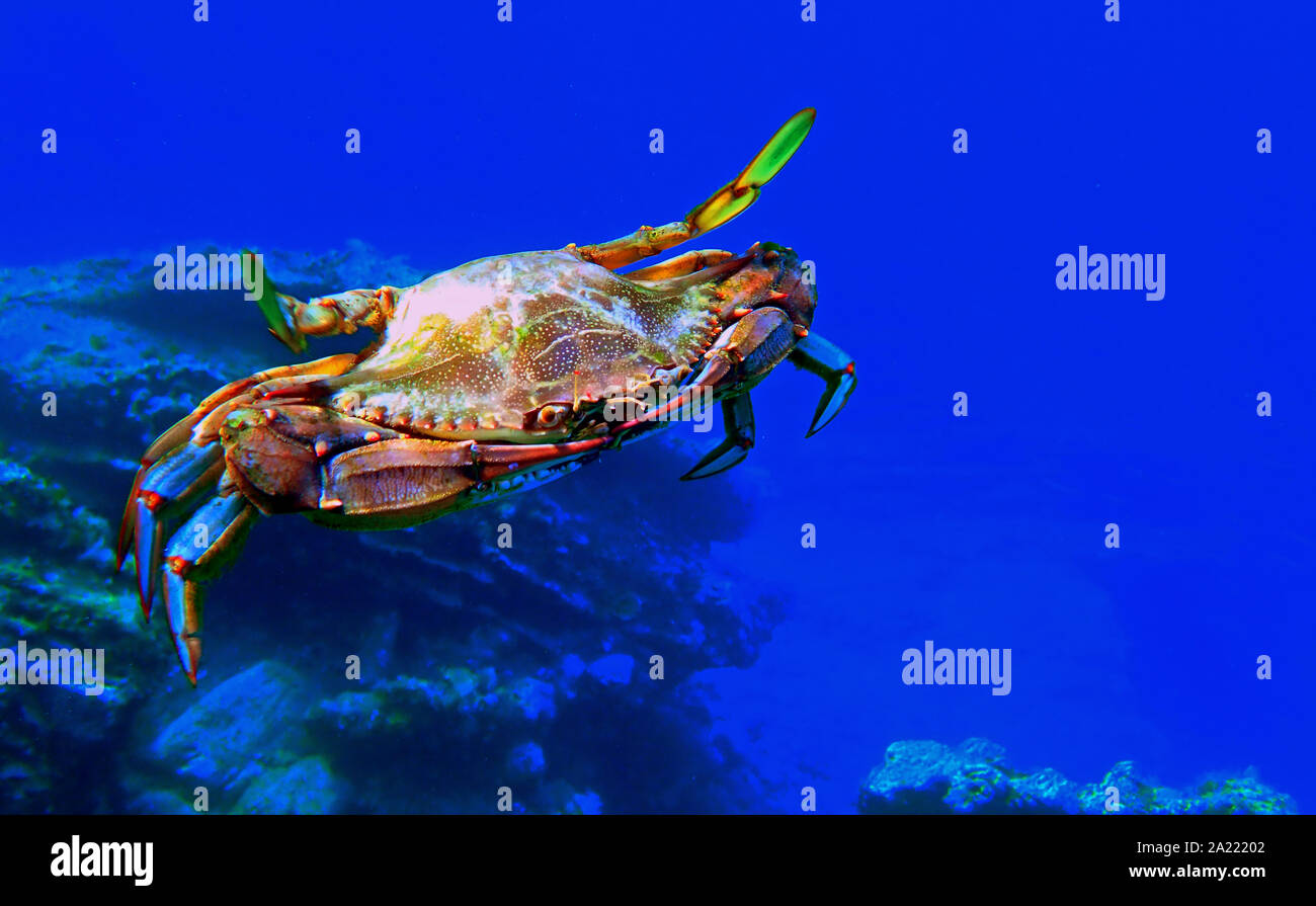 Callinectes sapidus hi-res stock photography and images - Alamy