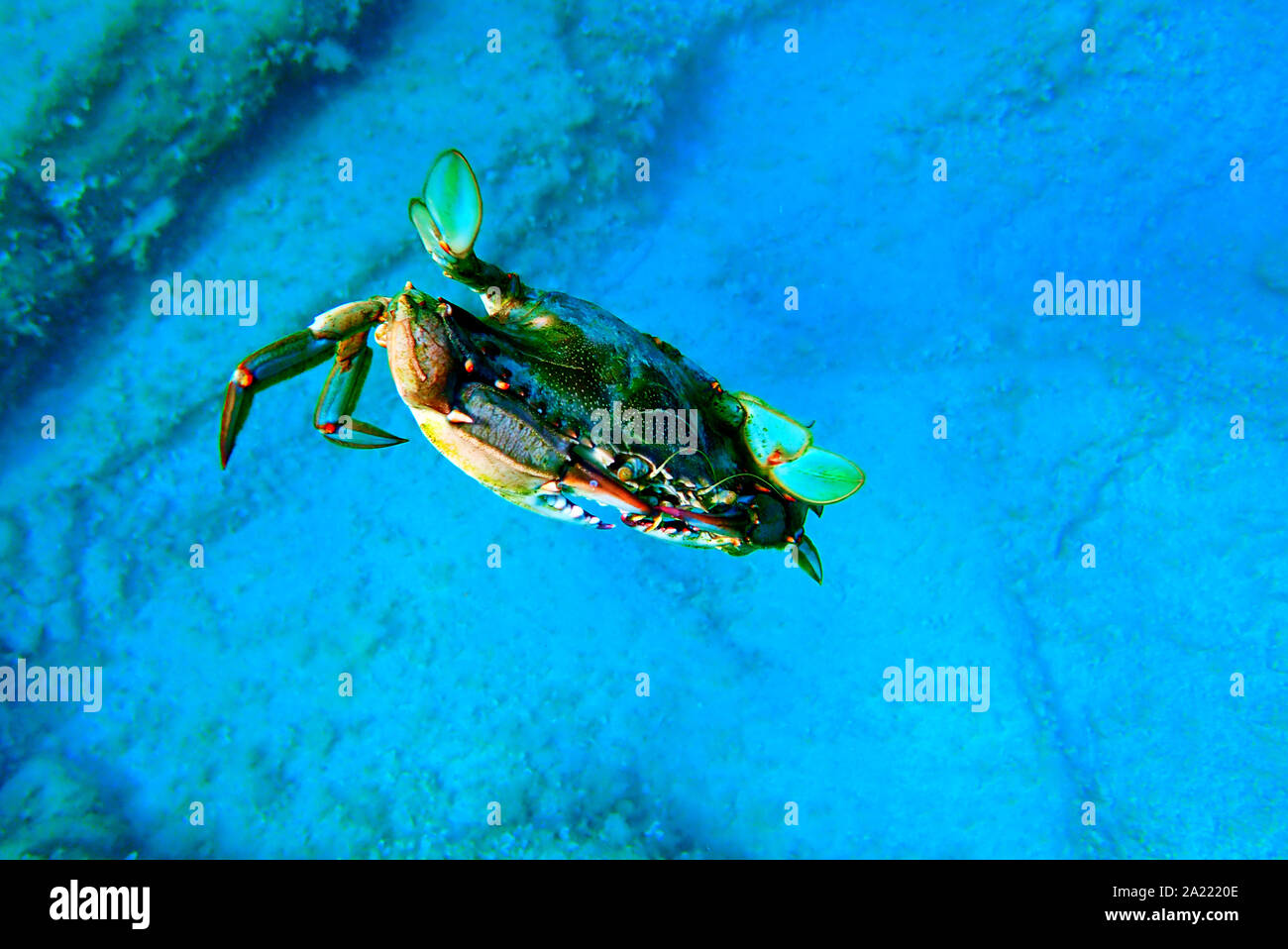 The blue crab - (Callinectes sapidus Stock Photo - Alamy