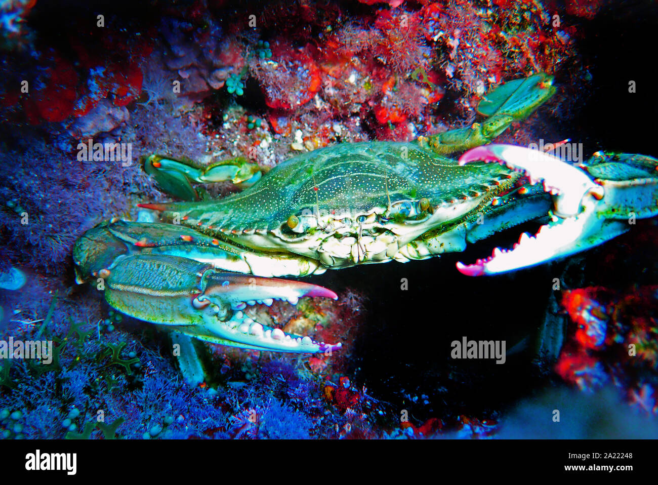 Territorial sea creature hi-res stock photography and images - Alamy