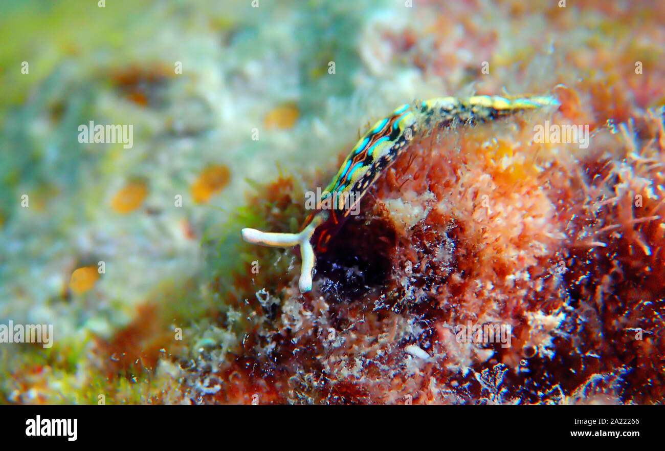 Thuridilla hopei - Sacoglossan sea slug, underwater shoot in the ...