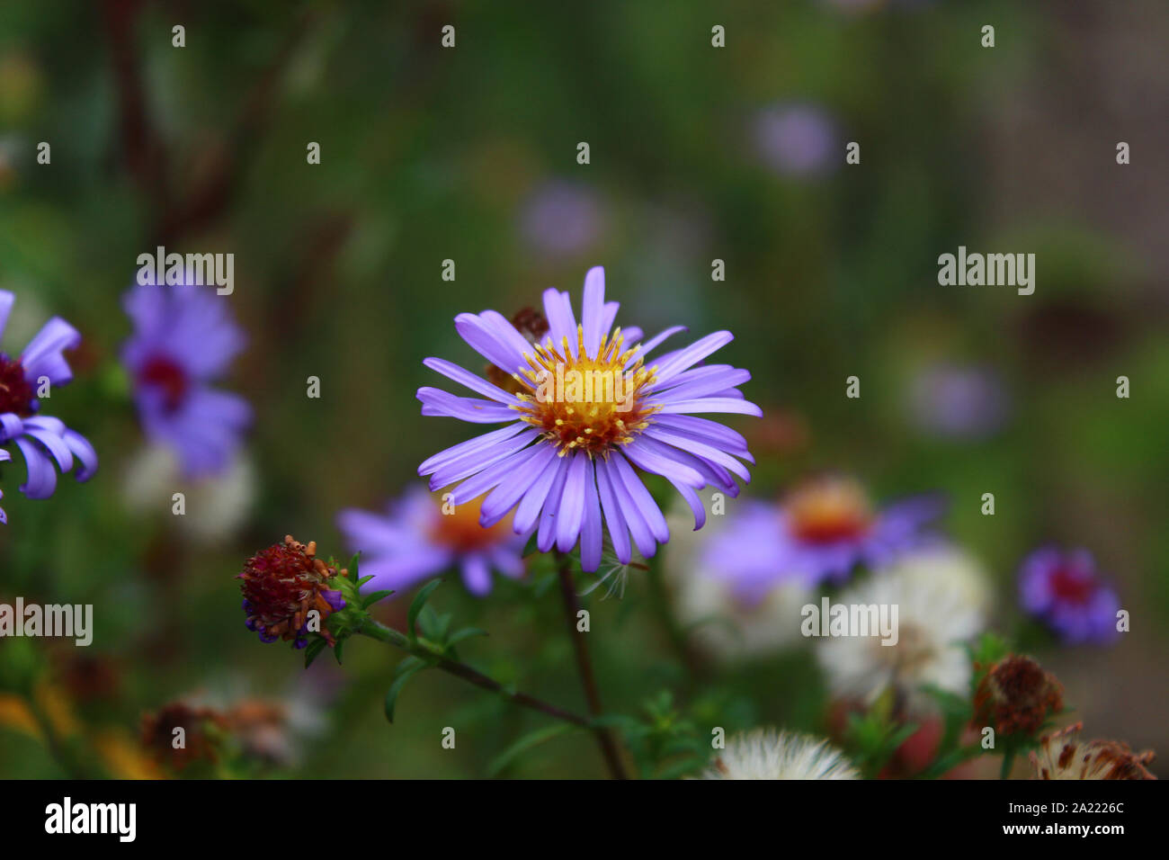 Michaelmas Daisy - Symphyotrichum novae-angliae - Kelham Island Museum ...