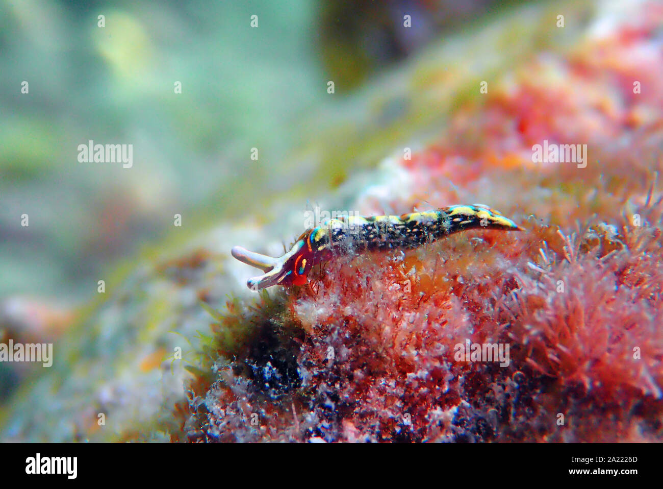 Thuridilla hopei - Sacoglossan sea slug, underwater shoot in the ...