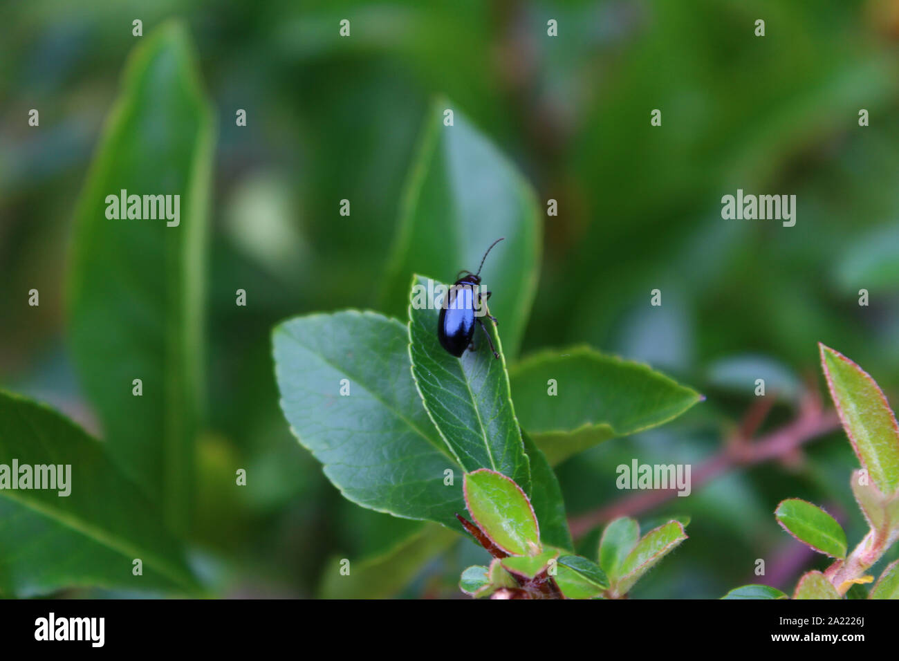 UK Pollen Beetle - Kelham Island Museum, Sheffield, South Yorkshire ...
