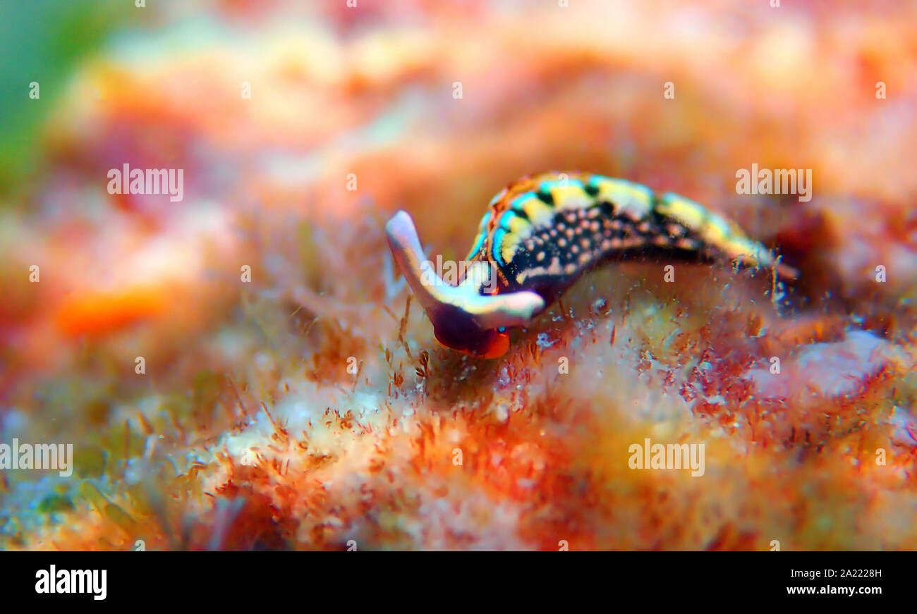 Thuridilla hopei - Sacoglossan sea slug, underwater shoot in the ...
