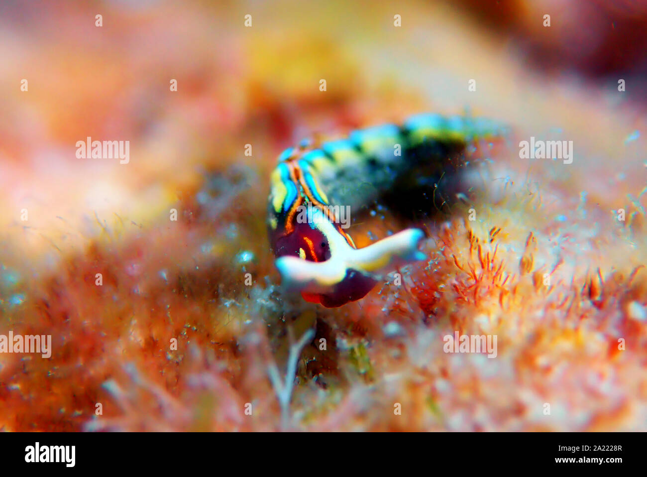 Thuridilla hopei - Sacoglossan sea slug, underwater shoot in the ...