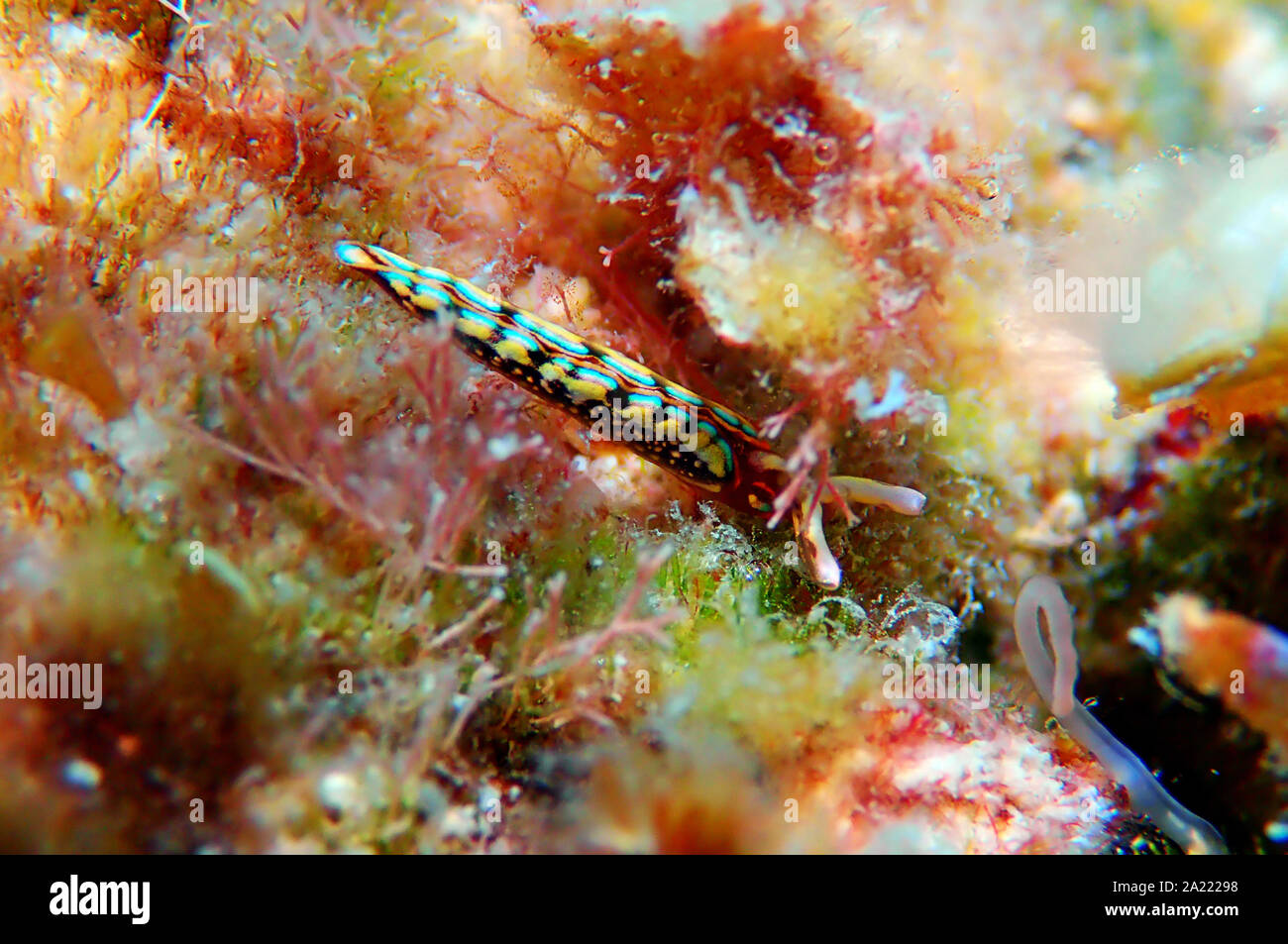 Thuridilla hopei - Sacoglossan sea slug, underwater shoot in the ...