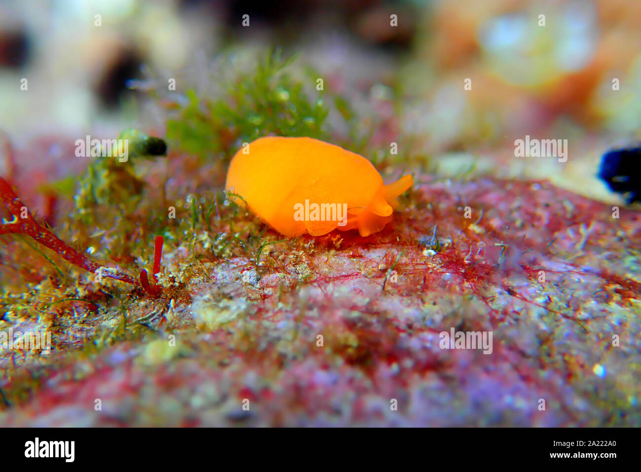 Orange Gumdrop Seaslug - Berthellina delicata/citrina Stock Photo - Alamy