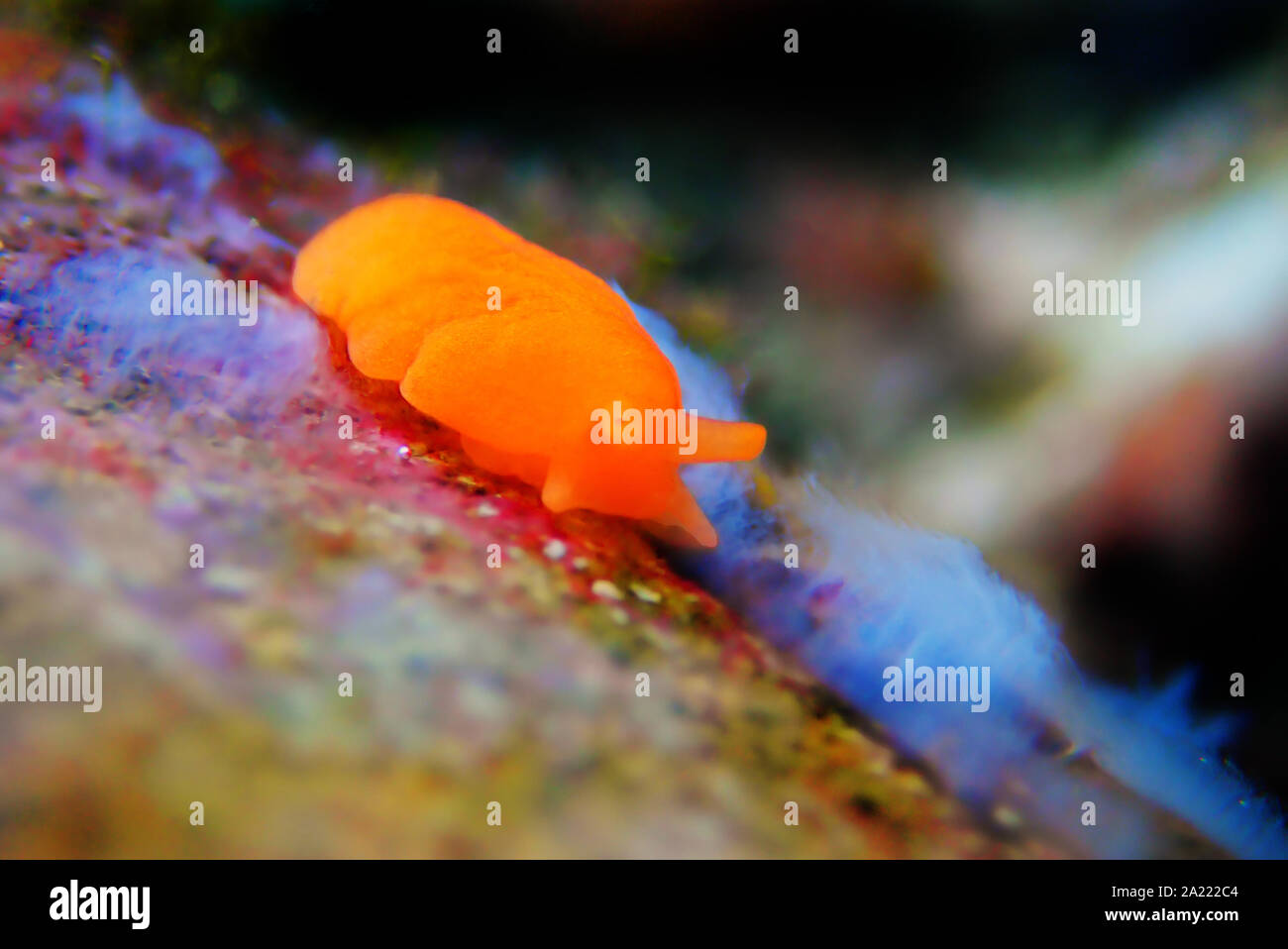 Orange Gumdrop Seaslug - Berthellina delicata/citrina Stock Photo - Alamy