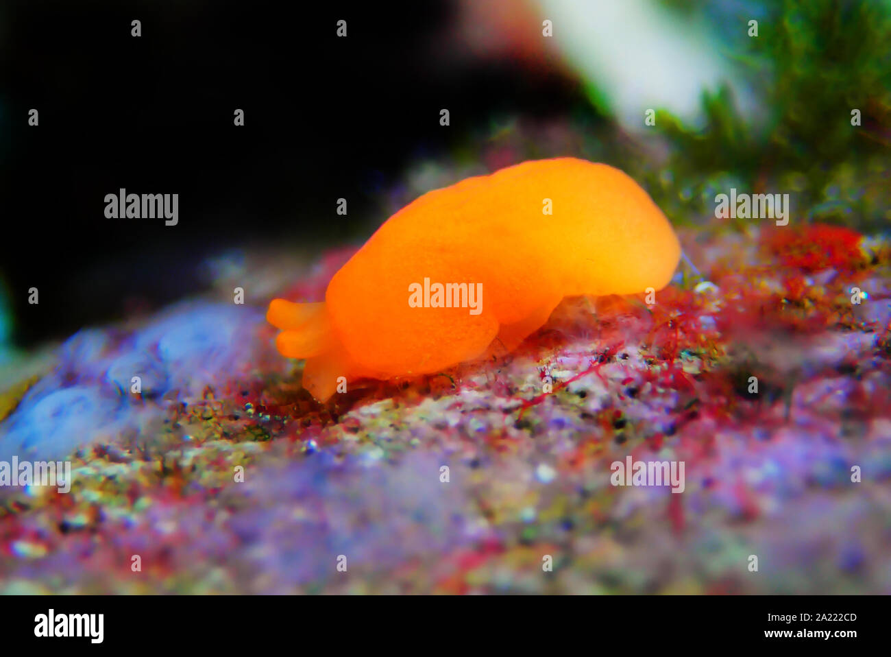 Orange Gumdrop Seaslug - Berthellina delicata/citrina Stock Photo - Alamy