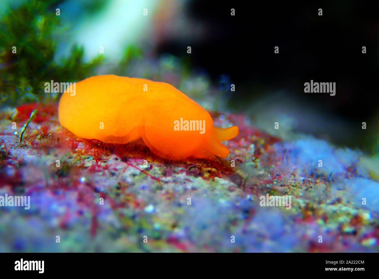 Orange Gumdrop Seaslug - Berthellina delicata/citrina Stock Photo - Alamy