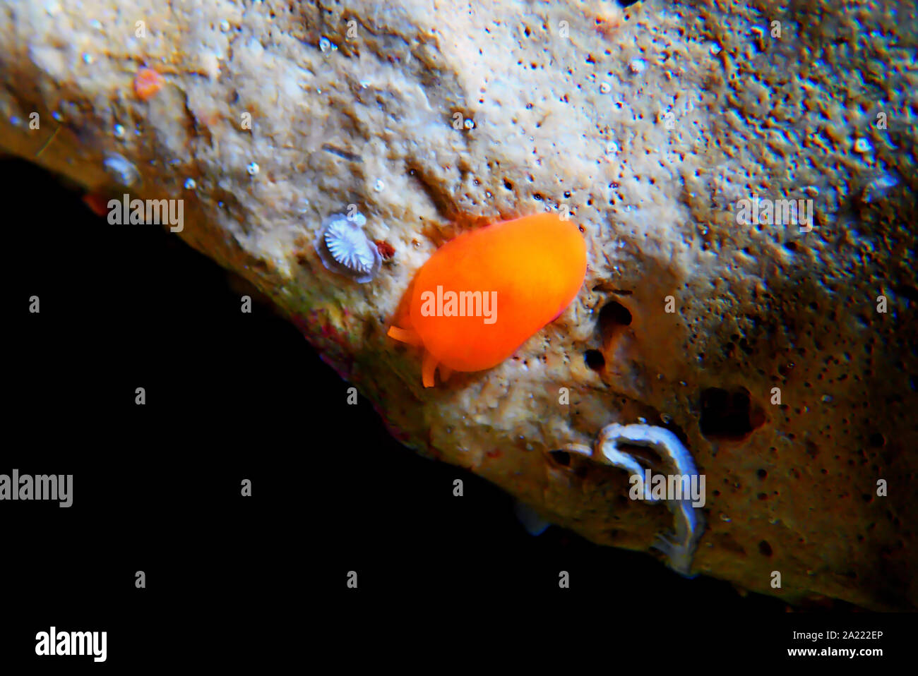 Orange Gumdrop Seaslug - Berthellina delicata/citrina Stock Photo - Alamy