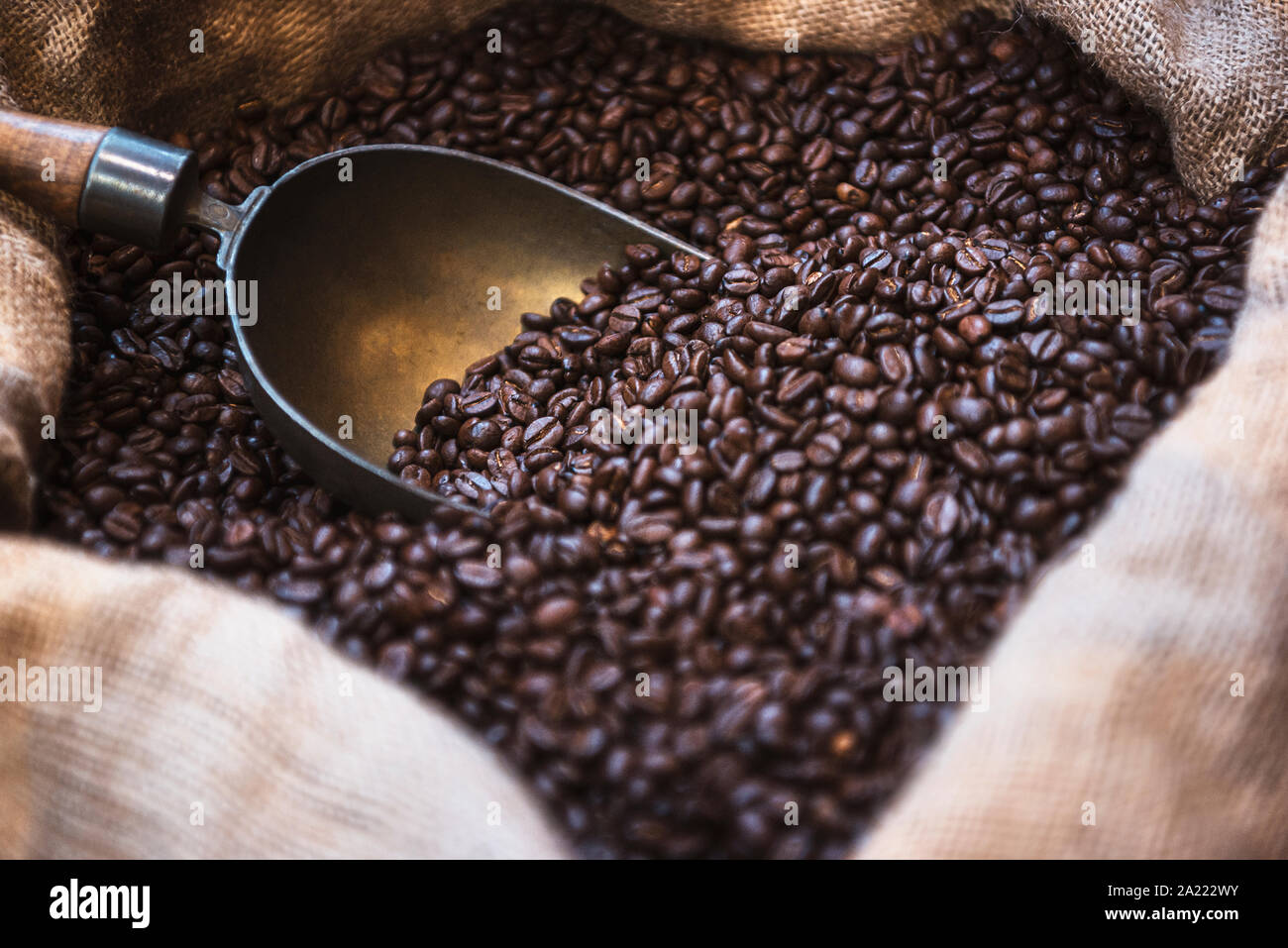 Close-up of freshly roasted Arabica coffee beans with an aged scoop in a jute bag. Coffee beans ...