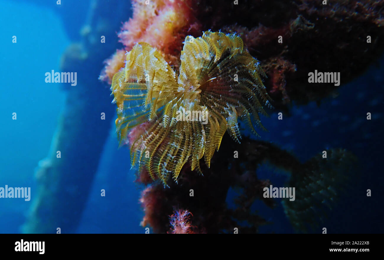 Green feather duster tubeworm - Branchiomma bairdi Stock Photo - Alamy