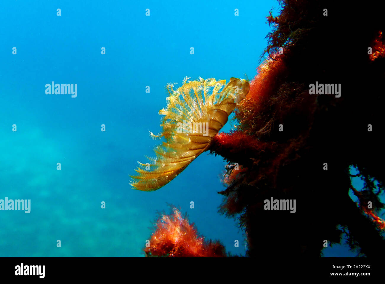 Green feather duster tubeworm - Branchiomma bairdi Stock Photo - Alamy