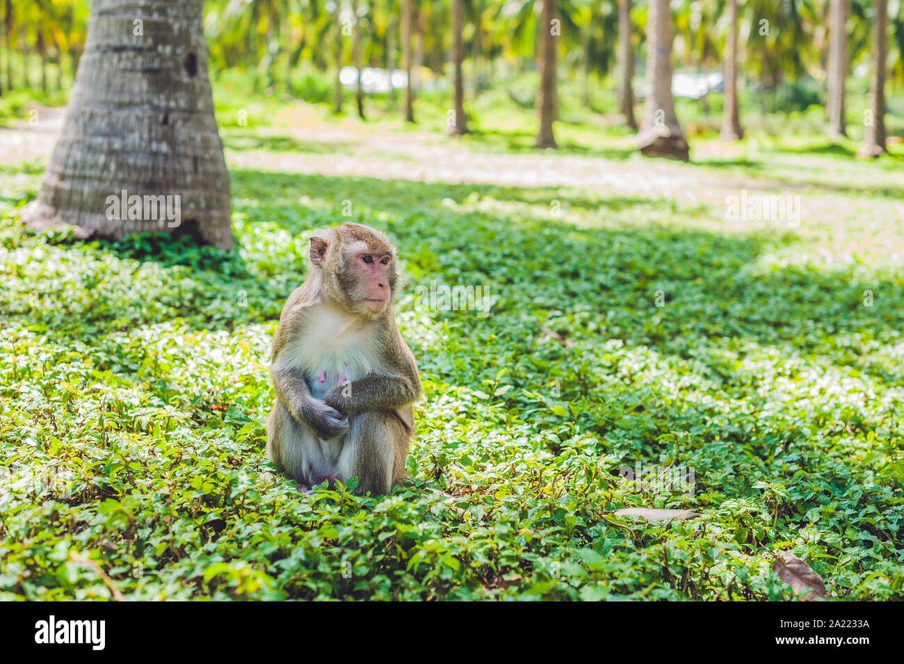 Macaque monkey sitting on the ground. Monkey Island, Vietnam Stock Photo - Alamy