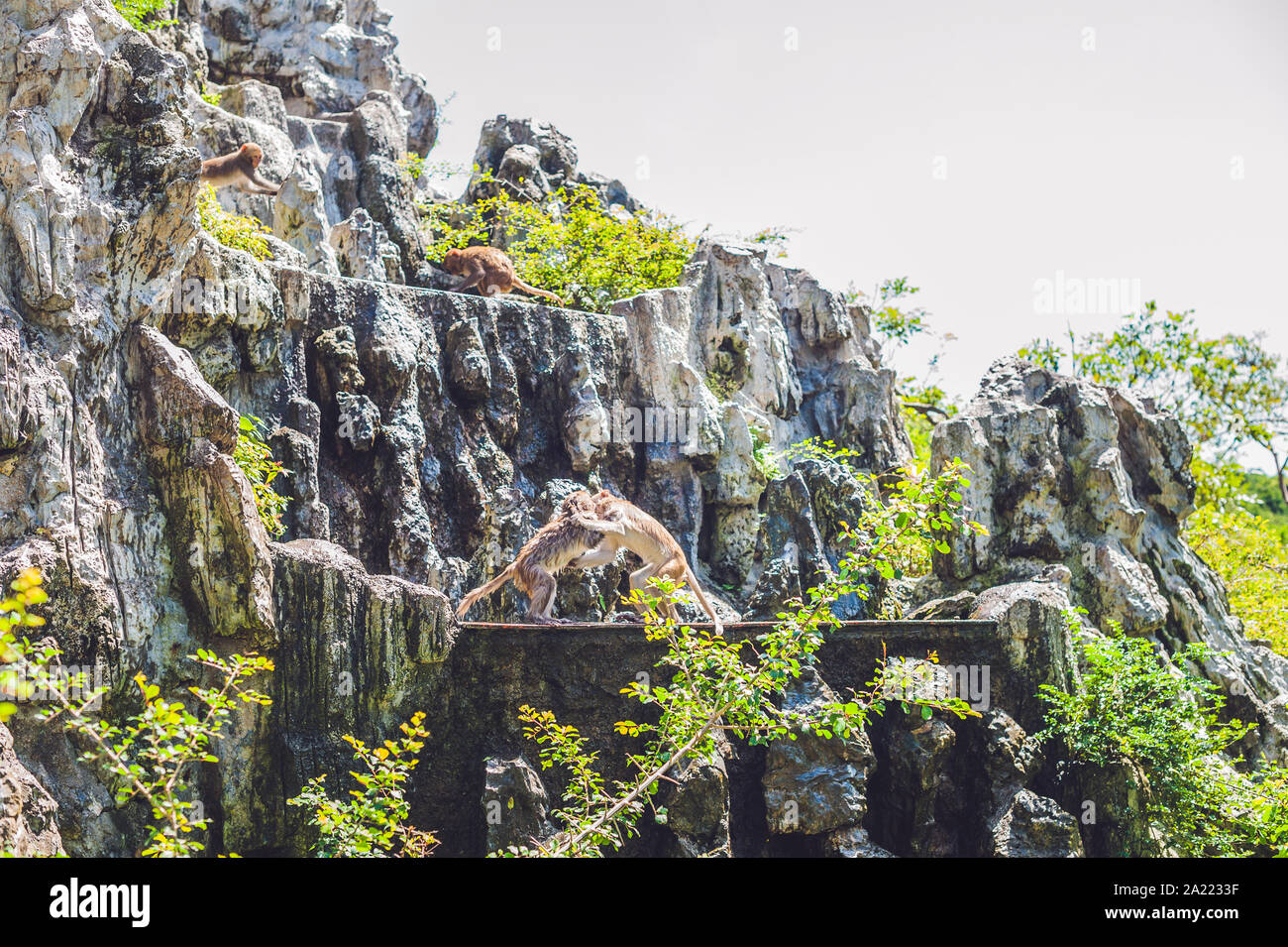 Macaque monkey jumping on rocks. Monkey Island, Vietnam Stock Photo - Alamy