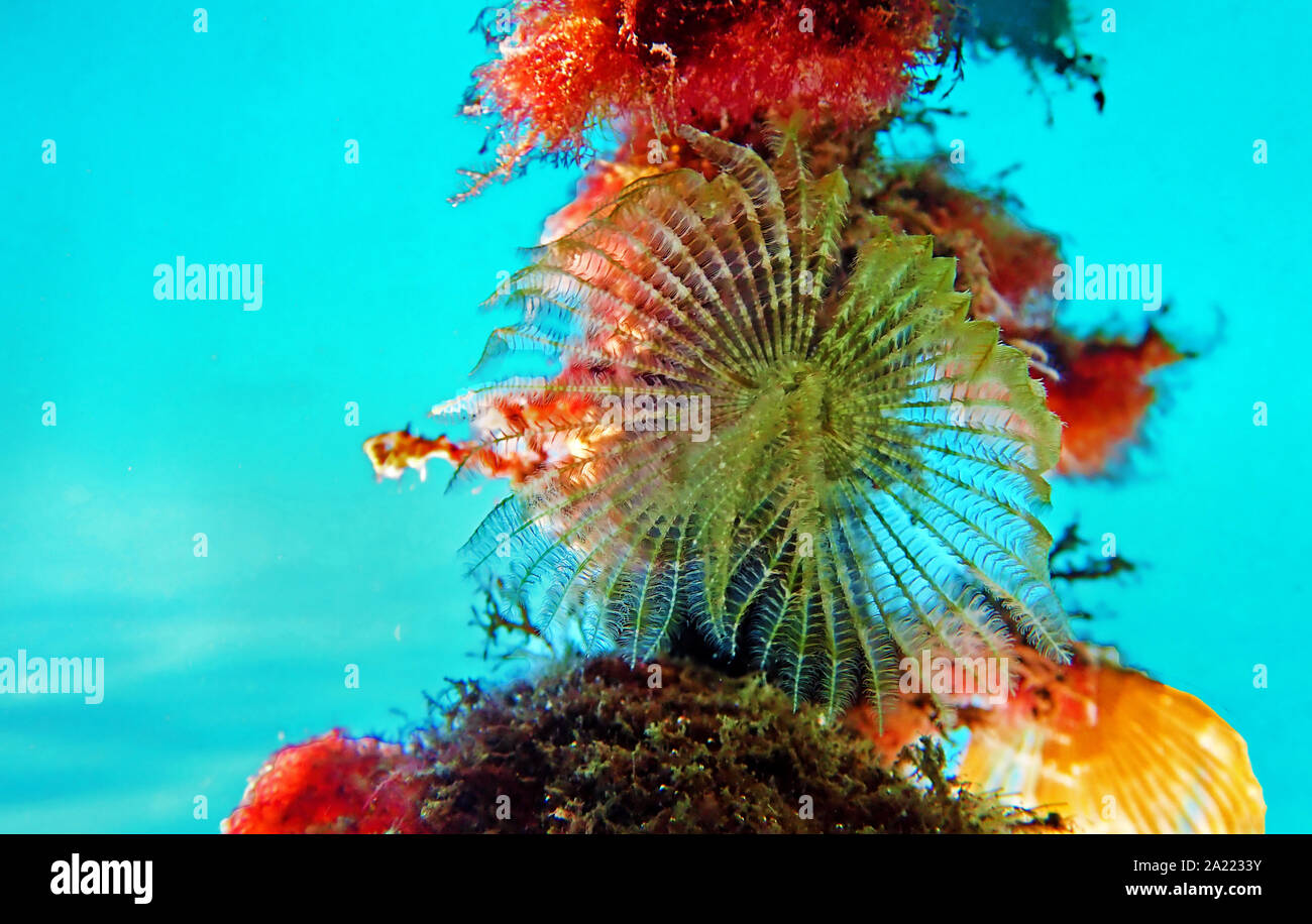 Green feather duster tubeworm - Branchiomma bairdi Stock Photo - Alamy