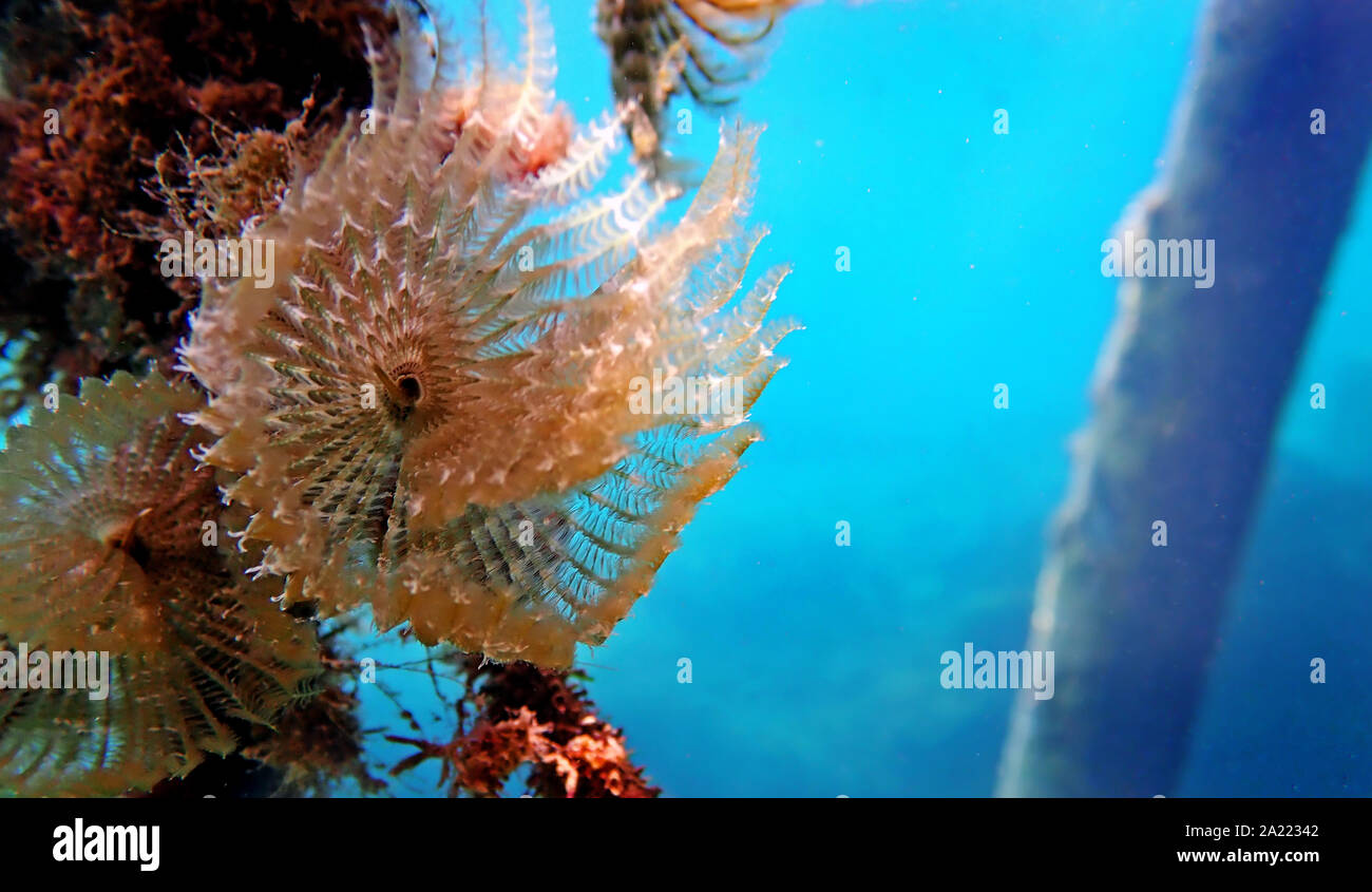 Tube worms hi-res stock photography and images - Alamy