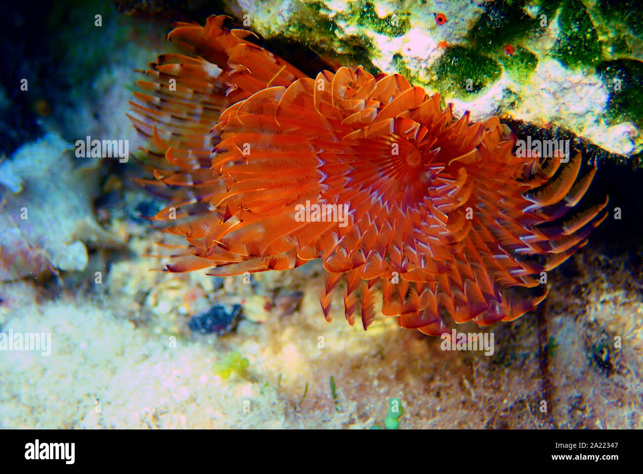 Spiral Tubeworm High Resolution Stock Photography and Images - Alamy