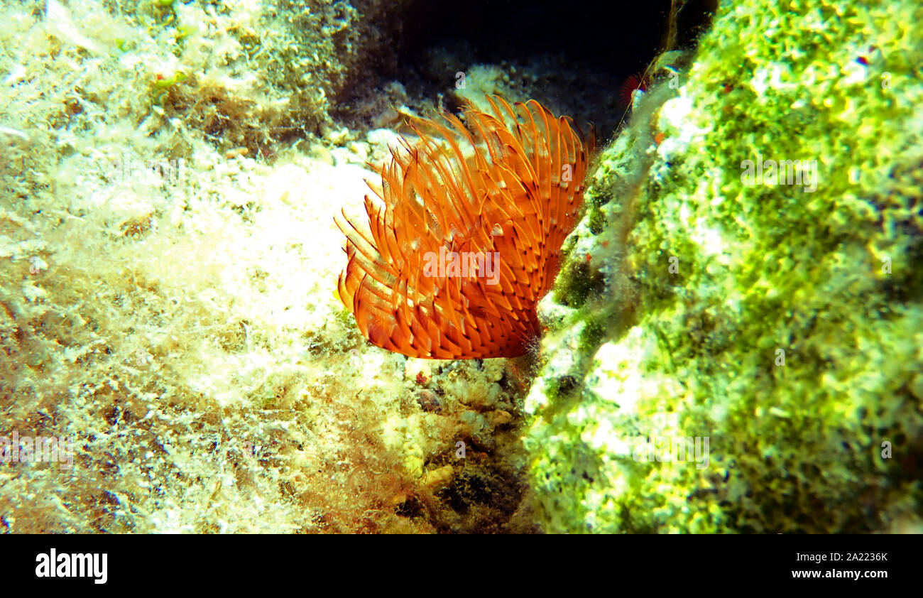 The spiral tube worm Spirographis spallanzani Stock Photo - Alamy
