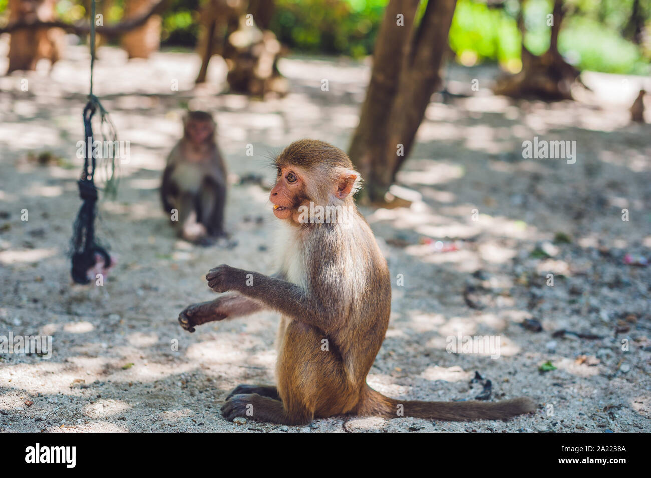 Macaque monkey sitting on the ground. Monkey Island, Vietnam Stock Photo - Alamy