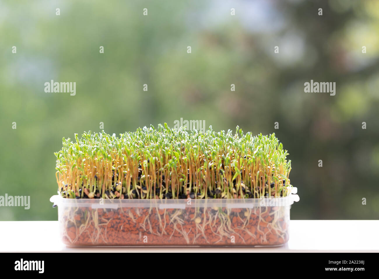 green sprouts edible plants. microgreens nutrition Stock Photo - Alamy